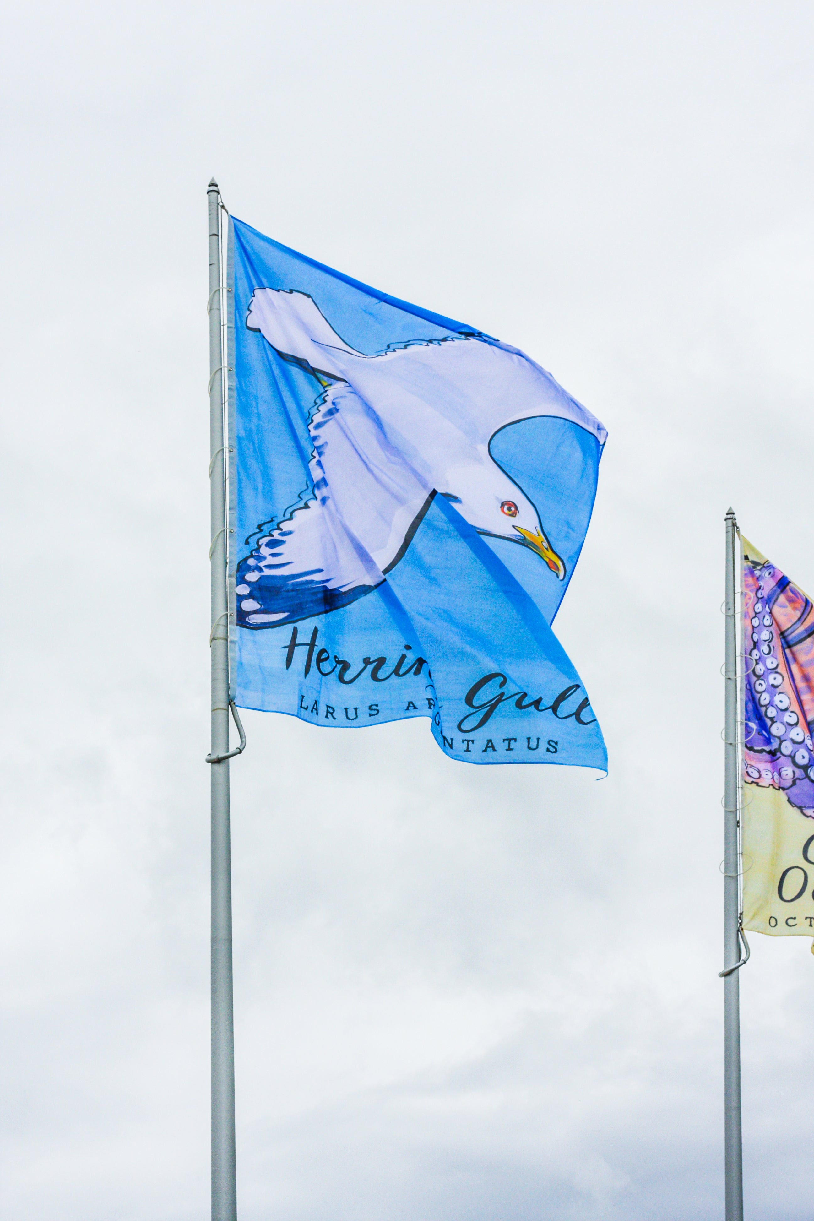 2024 PENZANCE PROMENADE FLAG ARTWORK – Sarah Bell Art